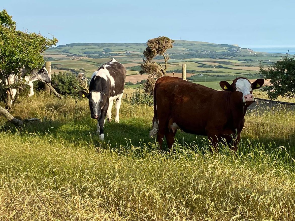 The future of farming