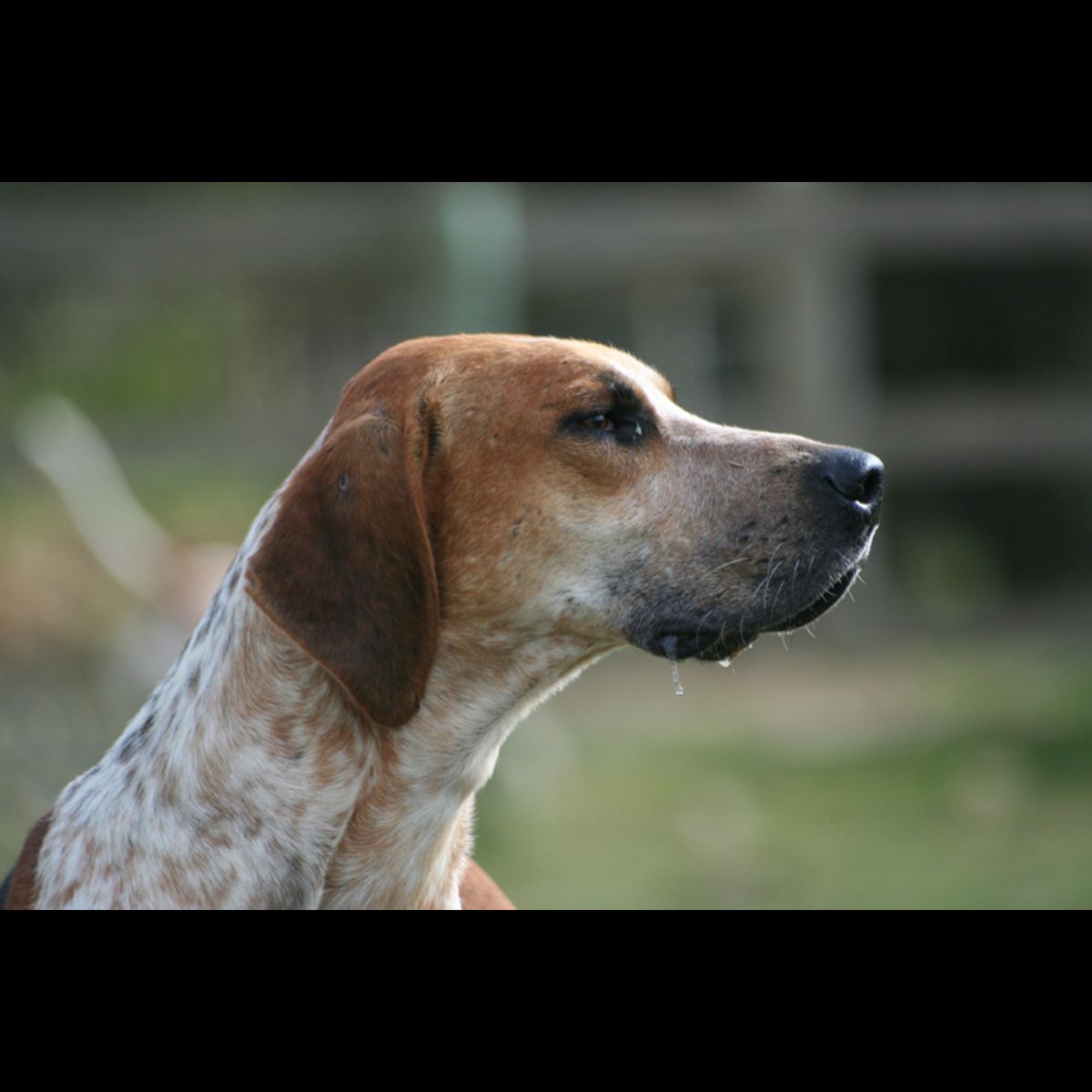 What about the dogs?